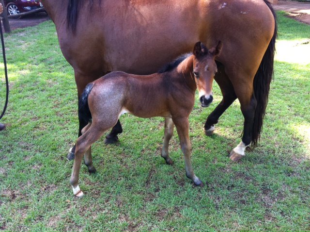 Um pouco sobre pelagens: Abril 2013