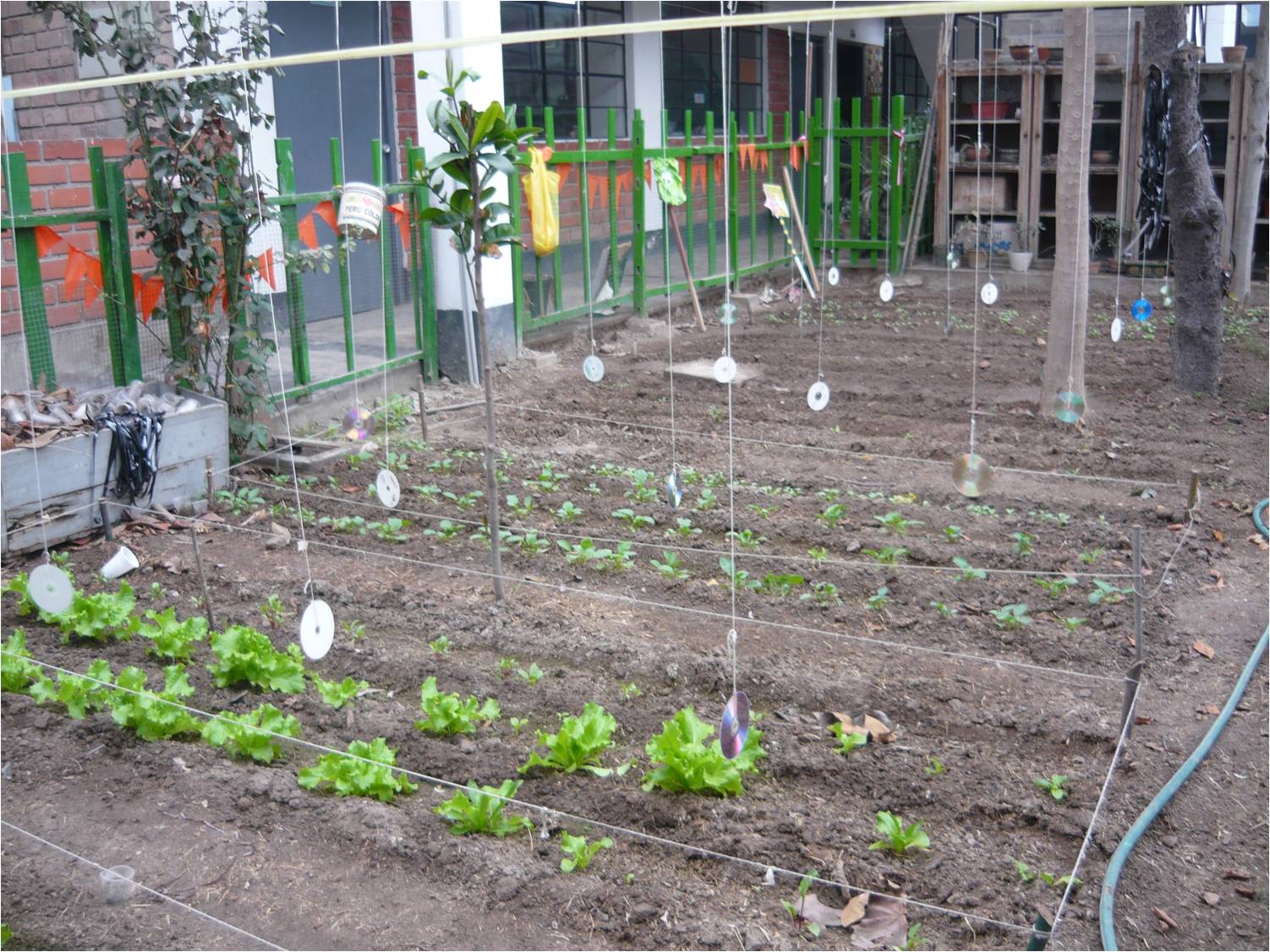 Como hago para espantar cuculies?? - Foros Perú