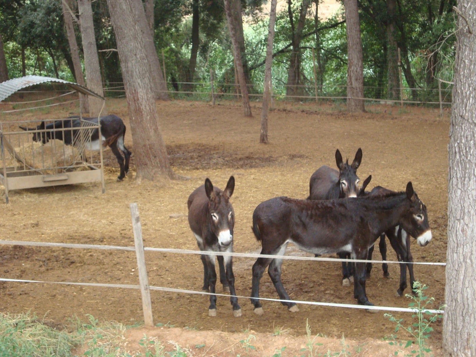 CATALONIAN DONKEYS' REPRODUCTION AT AUTONOMOUS UNIVERSITY OF BARCELONA ...