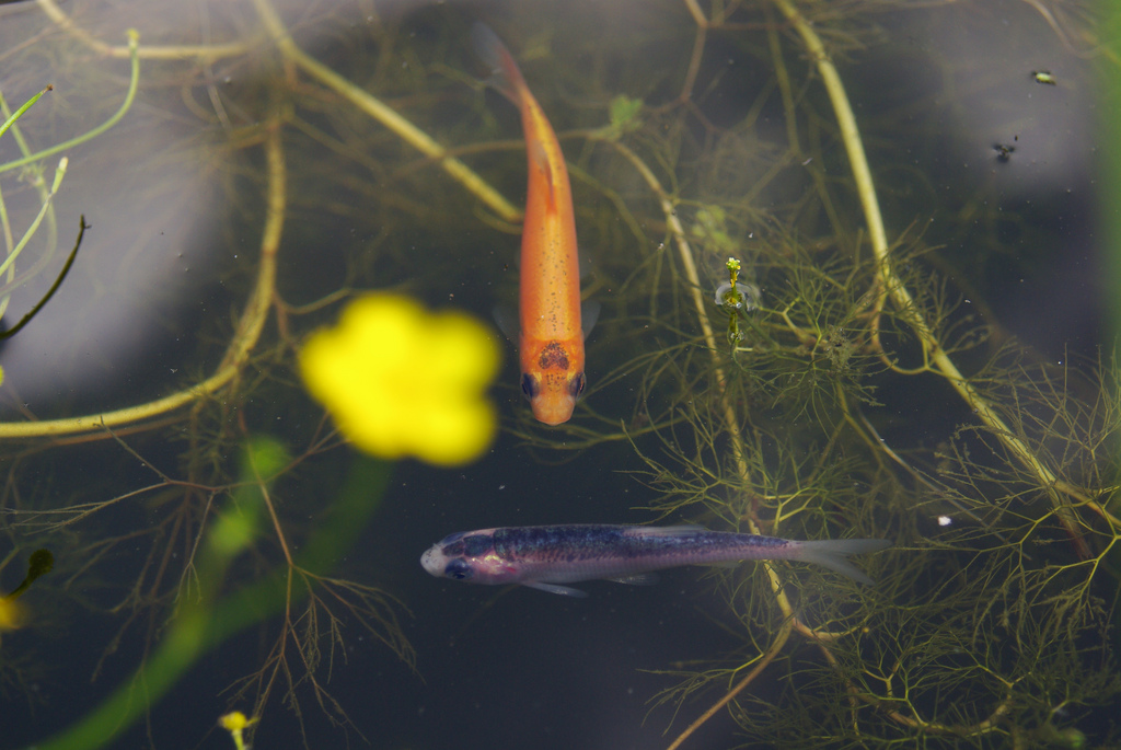 Fish Girl Writes: Koi (Cyprinus carpio carpio) Care