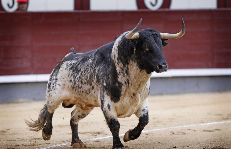 El toro, rey de la dehesa