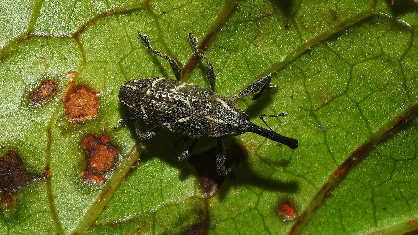 台灣-鳥類與昆蟲-自然觀察記錄: 黃條象鼻蟲 Merus flavosignatus / Curculionidae 象鼻蟲科