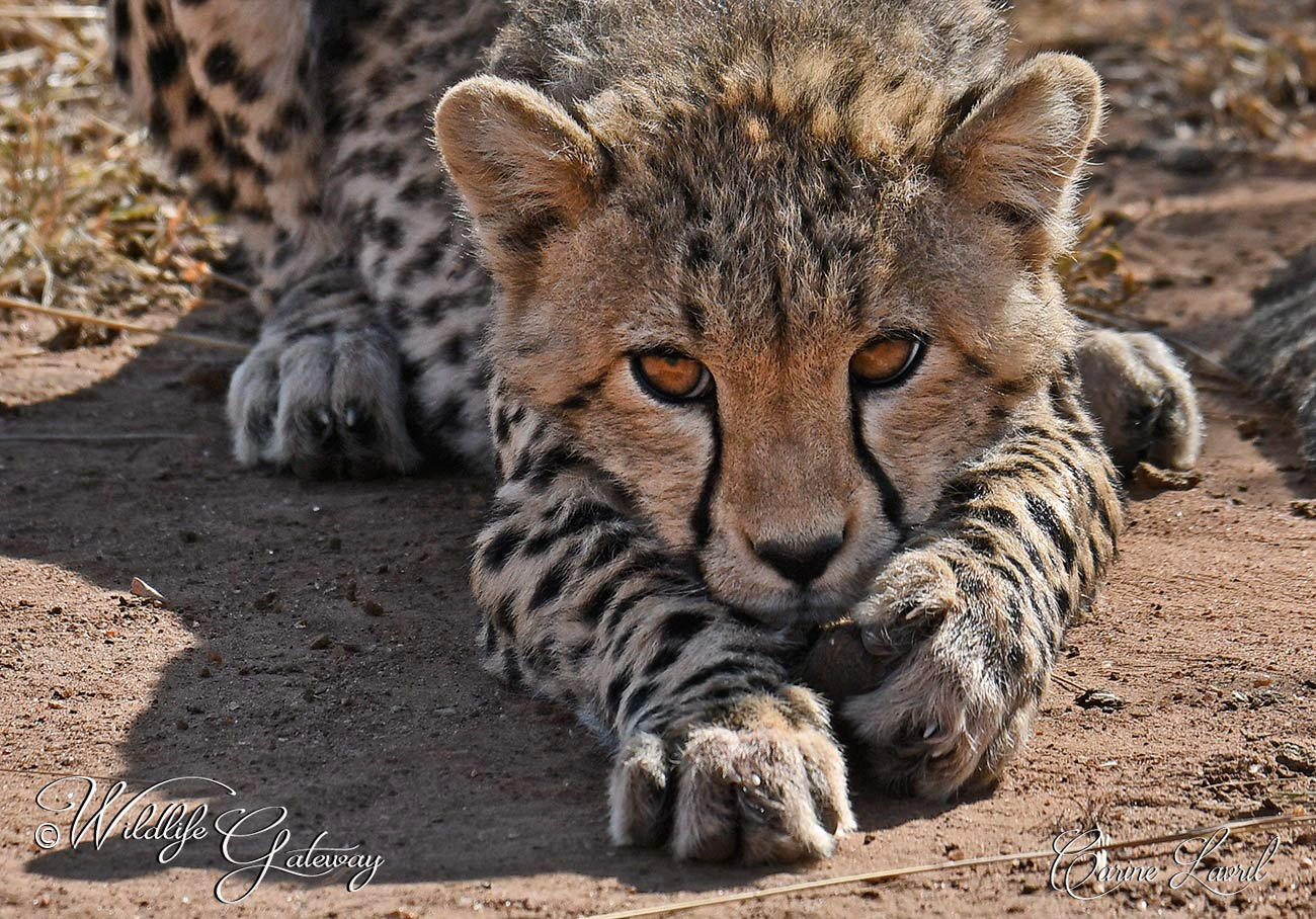 WILDLIFE GATEWAY: Portraits de guépards