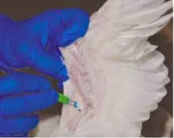 Poultry Management.: Live Vaccination In Poultry