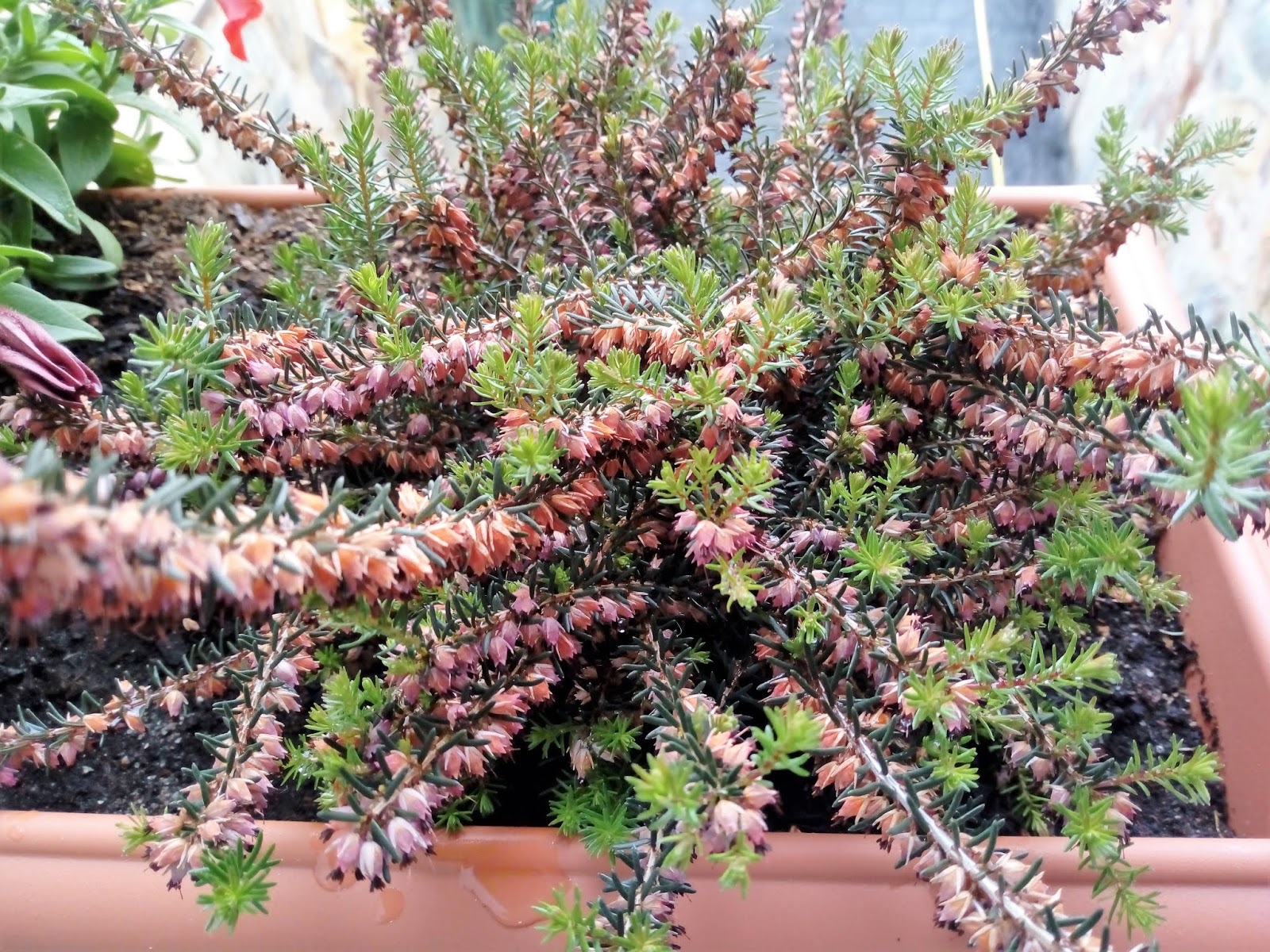 Biosfera vegetal.: Brezo rosado (Erica x darleyensis).