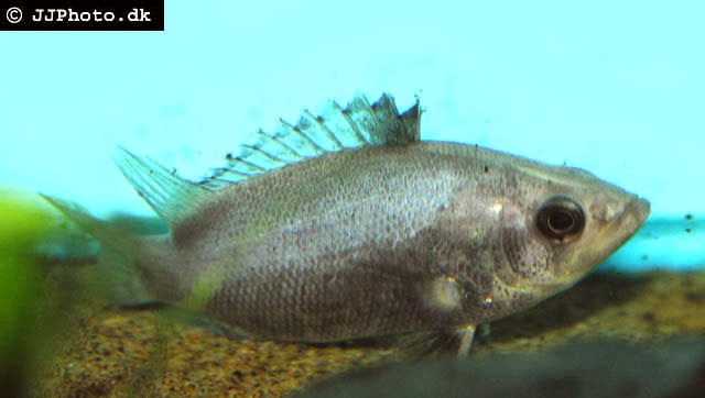 INDONESIAN FRESHWATER FISH COMMUNITY - IFFC: 9 Species of Family ...