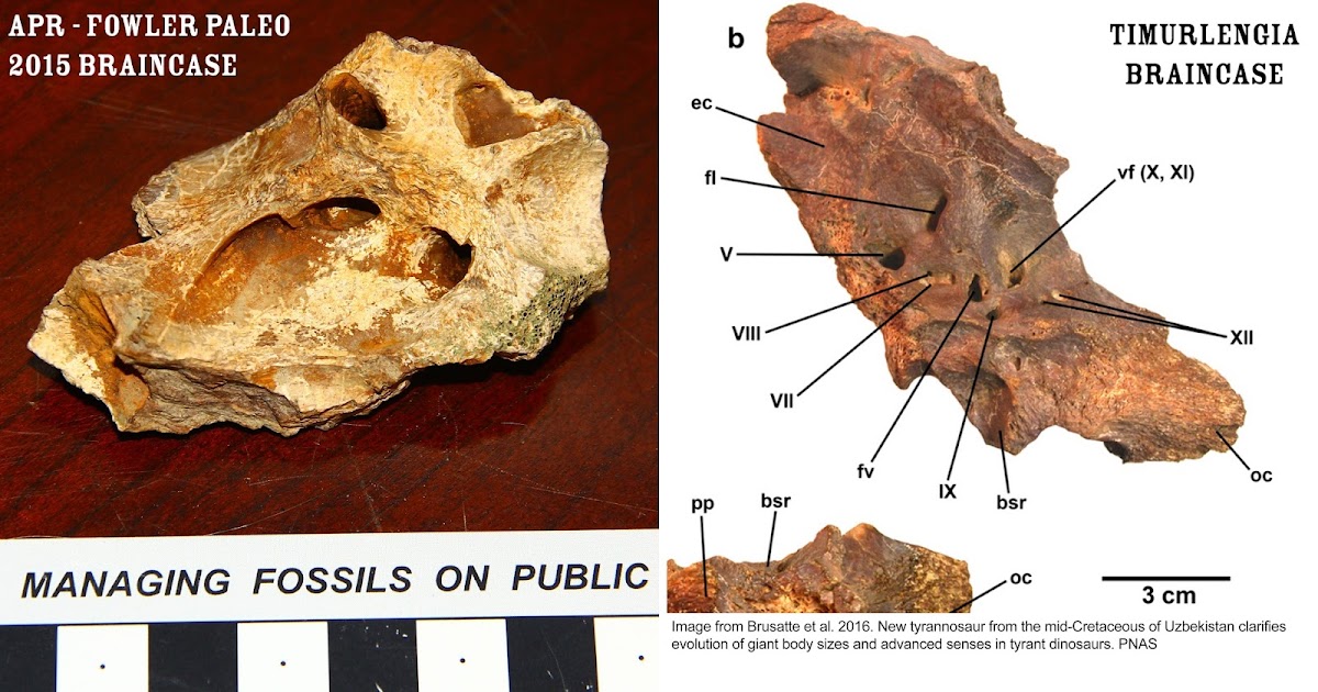 Dinosaur Postcards: A juvenile Tyrannosaurus braincase?