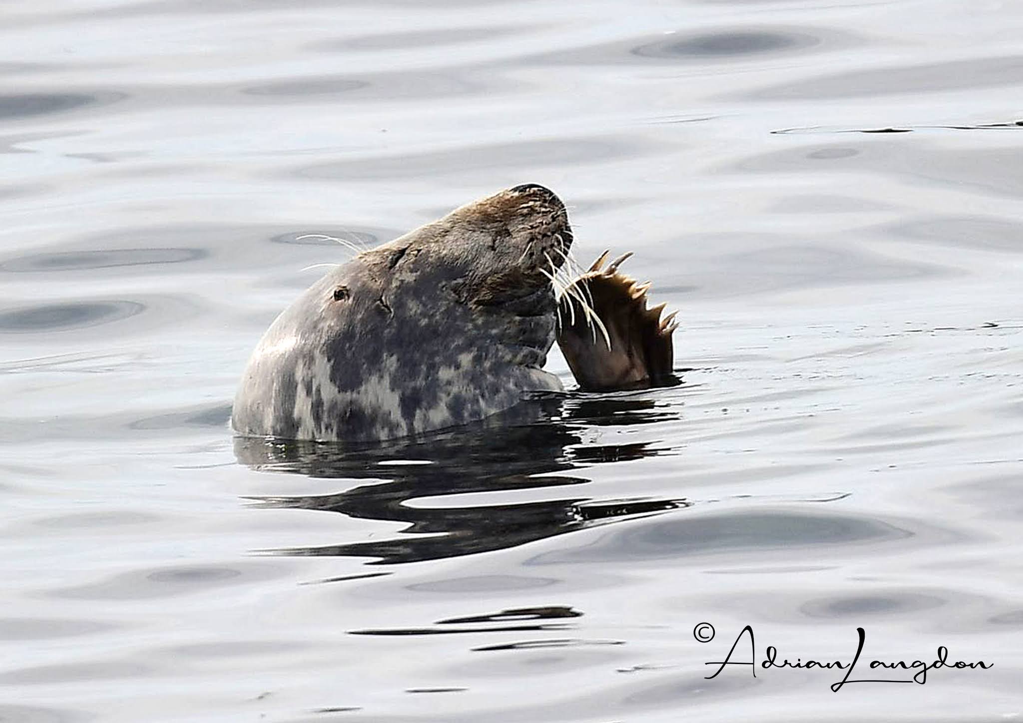 images-naturally!: A weekend of seal, bird & other wildlife surveys on ...