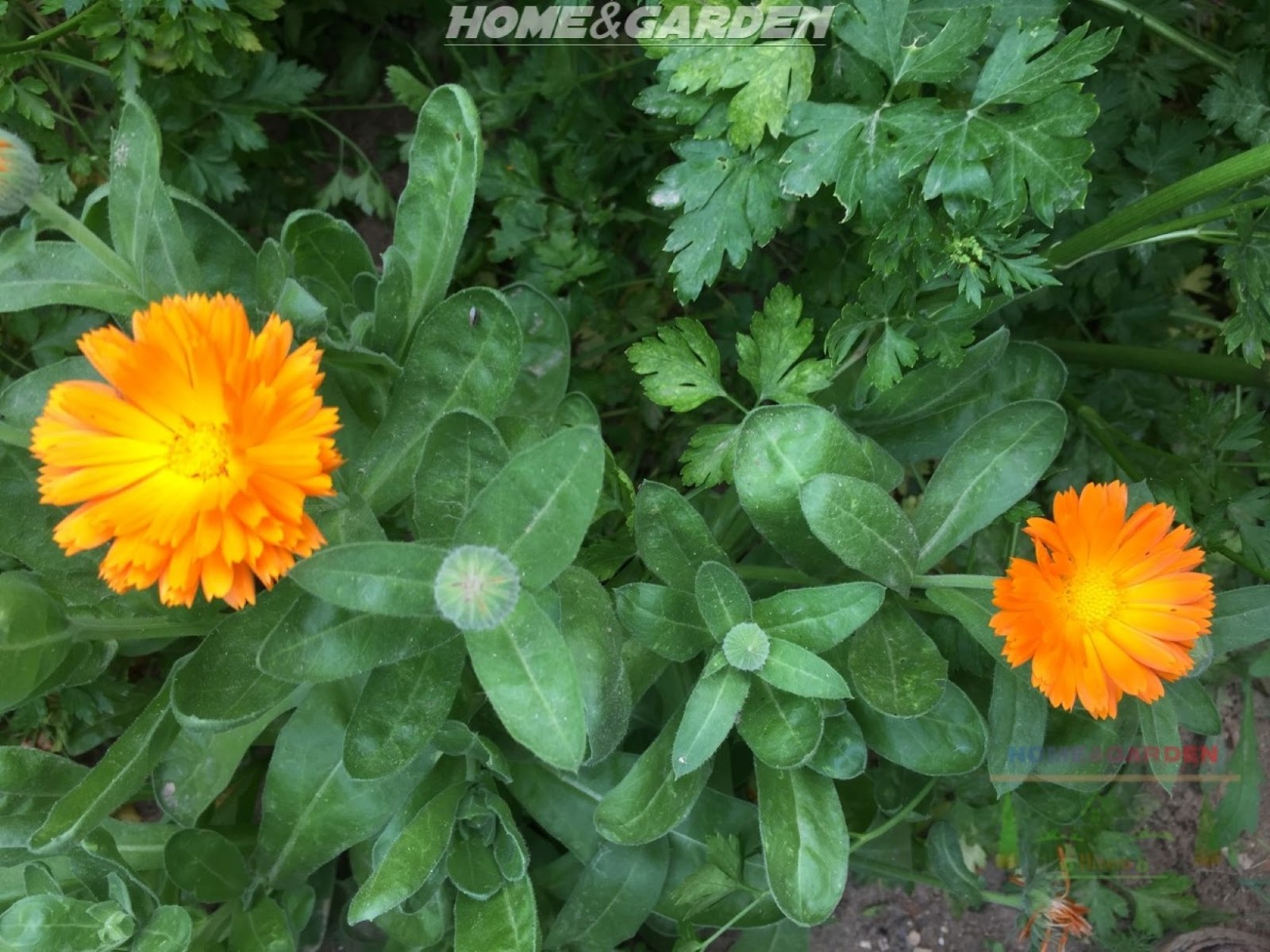 Starting Calendula Sees Indoors
