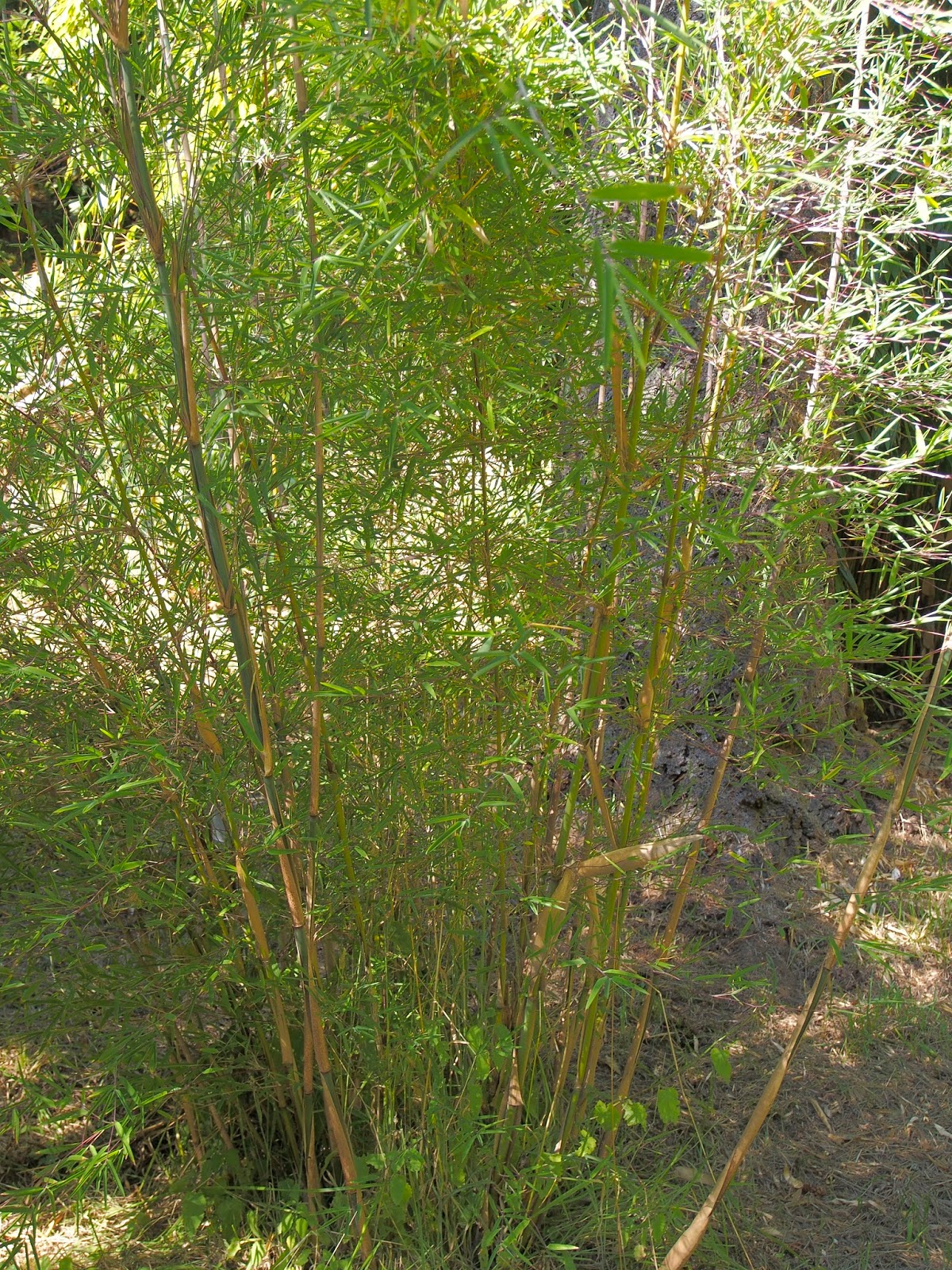 Visiting Tradewinds Bamboo