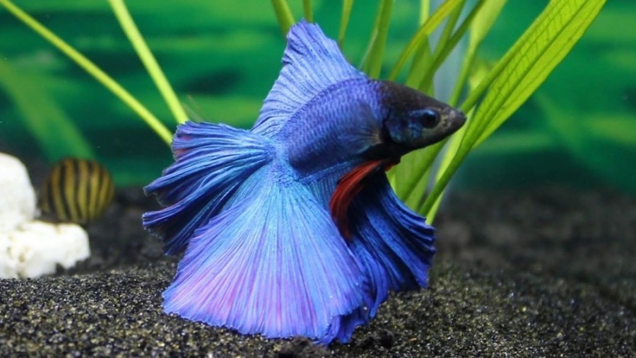 Criadores de Peixe Betta: Como Cuidar de Peixe Betta - Passo a Passo ...