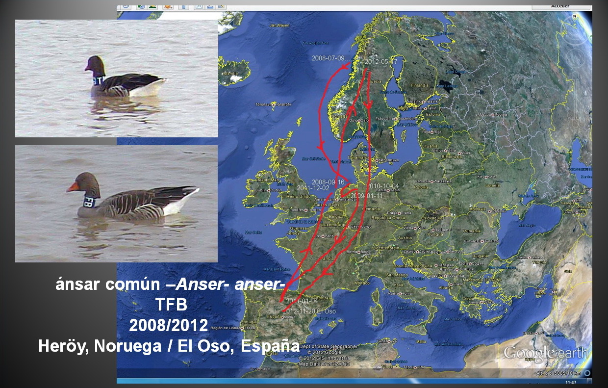 TERRITORIO NATURAL: Ánsar común BTF por Europa
