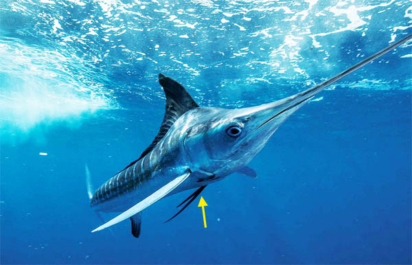 Perbedaan antara Ikan Marlin & Ikan Pedang | RE Tawon