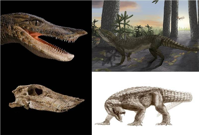 EL JOVE PALEONTÒLEG: L'evolució i la filogènia dels crocodilomorfs ...