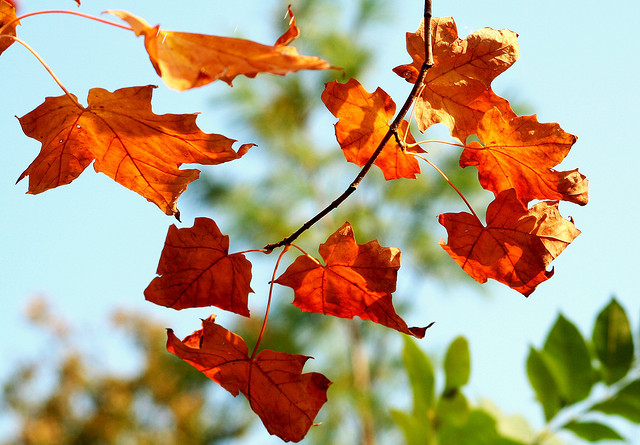 Escola Corporativa: Você é uma folha seca?