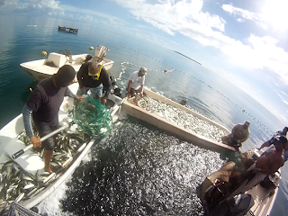 Fishing Guam: Video - Catching Atulai (Mackeral) Guam Style
