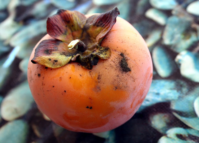 El Rincón de Tita Leti: Kaki - Persimons listos para comer...