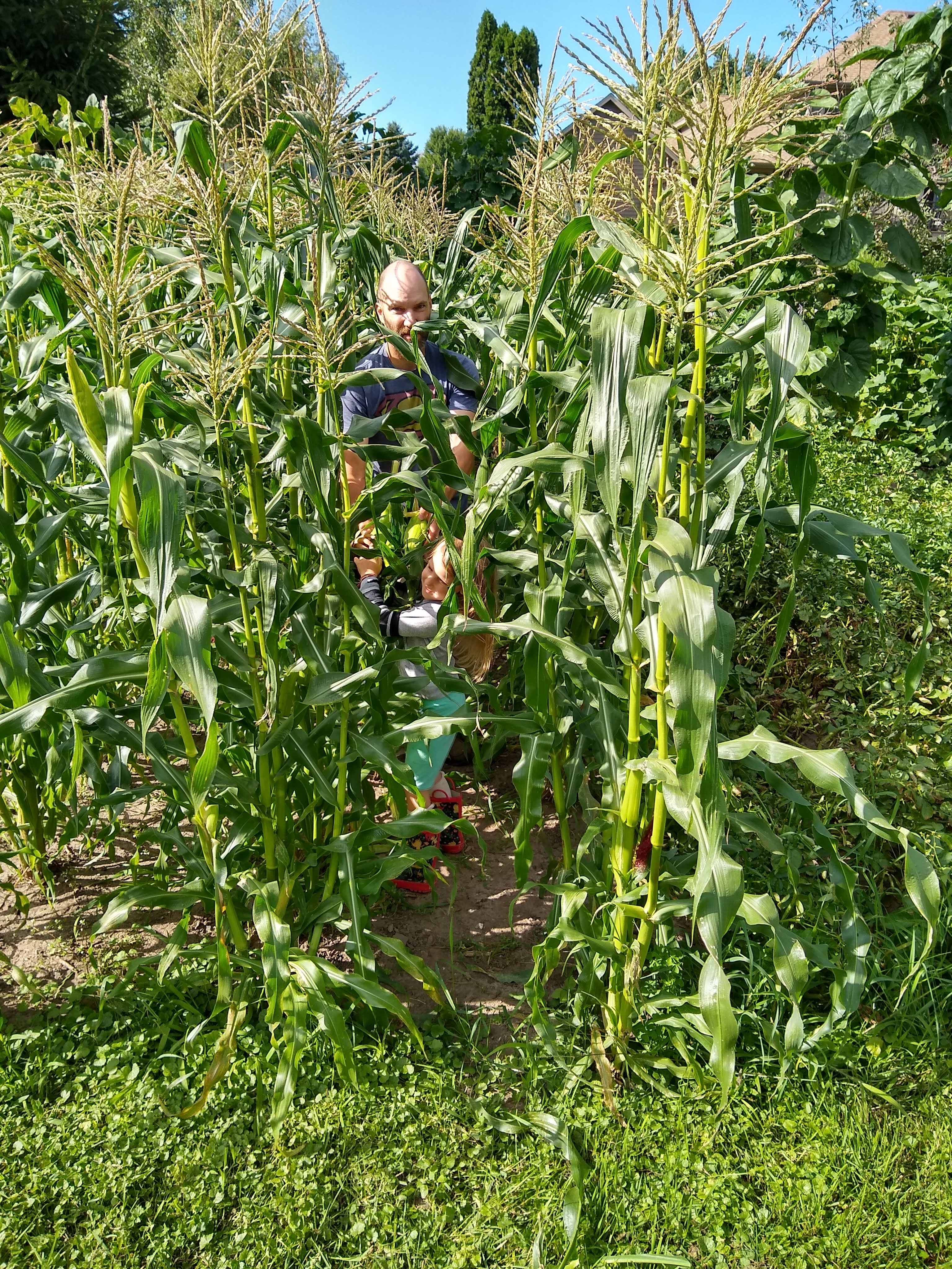 Motley Garden: Corn!