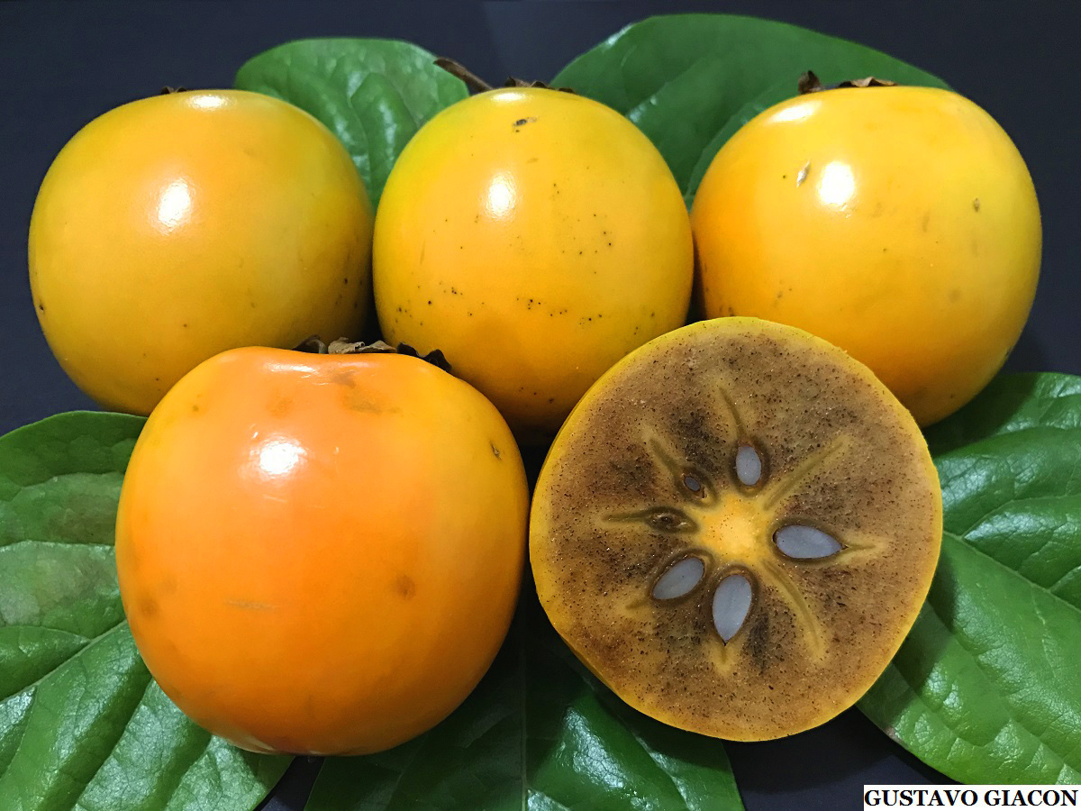 Viveiro Ciprest - Plantas Nativas e Exóticas: Caqui Chocolate ...