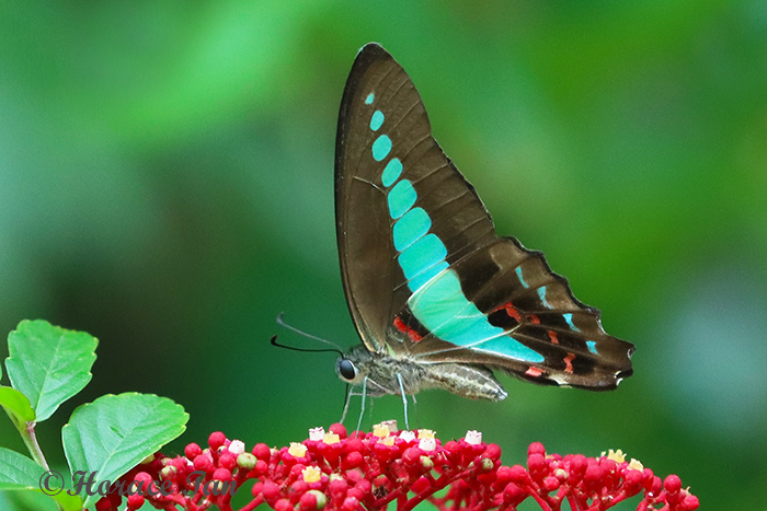 Butterflies of Singapore: Life History of the Common Bluebottle
