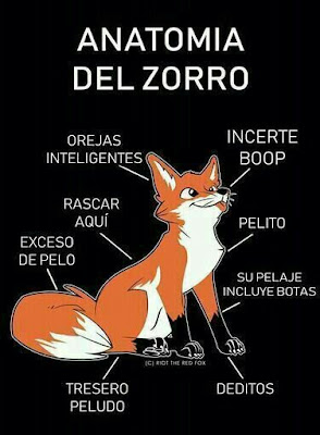 FOXLOVE: ANATOMÍA DEL ZORRO