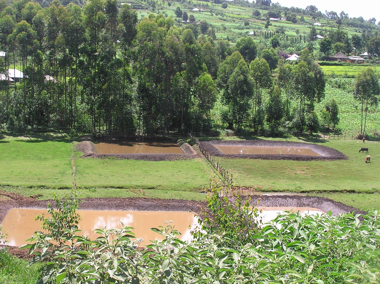 Mmanda Aqua- Farming blog: How is the aquaculture development situation ...