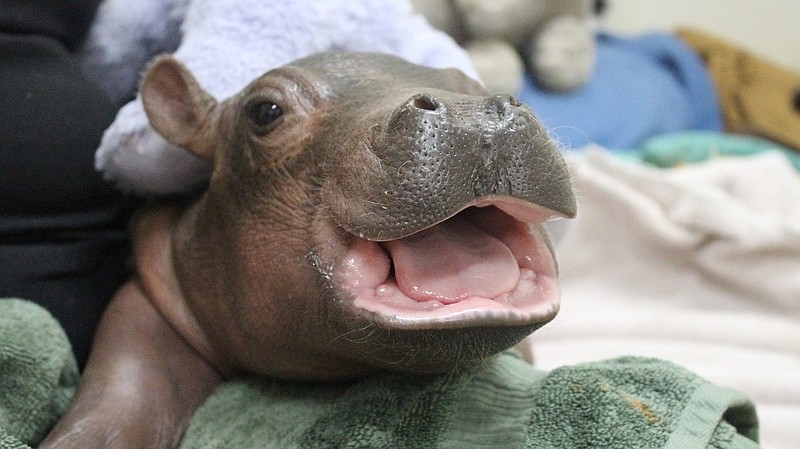 ANIMALS TIME : The 10 Best Hippos Pics