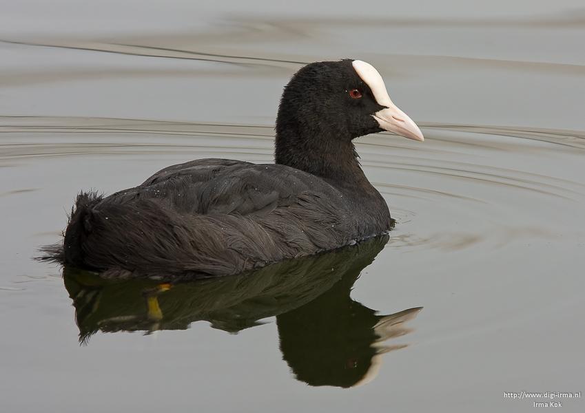 Irma's Natuurbeleving : Meerkoet / Fulica atra