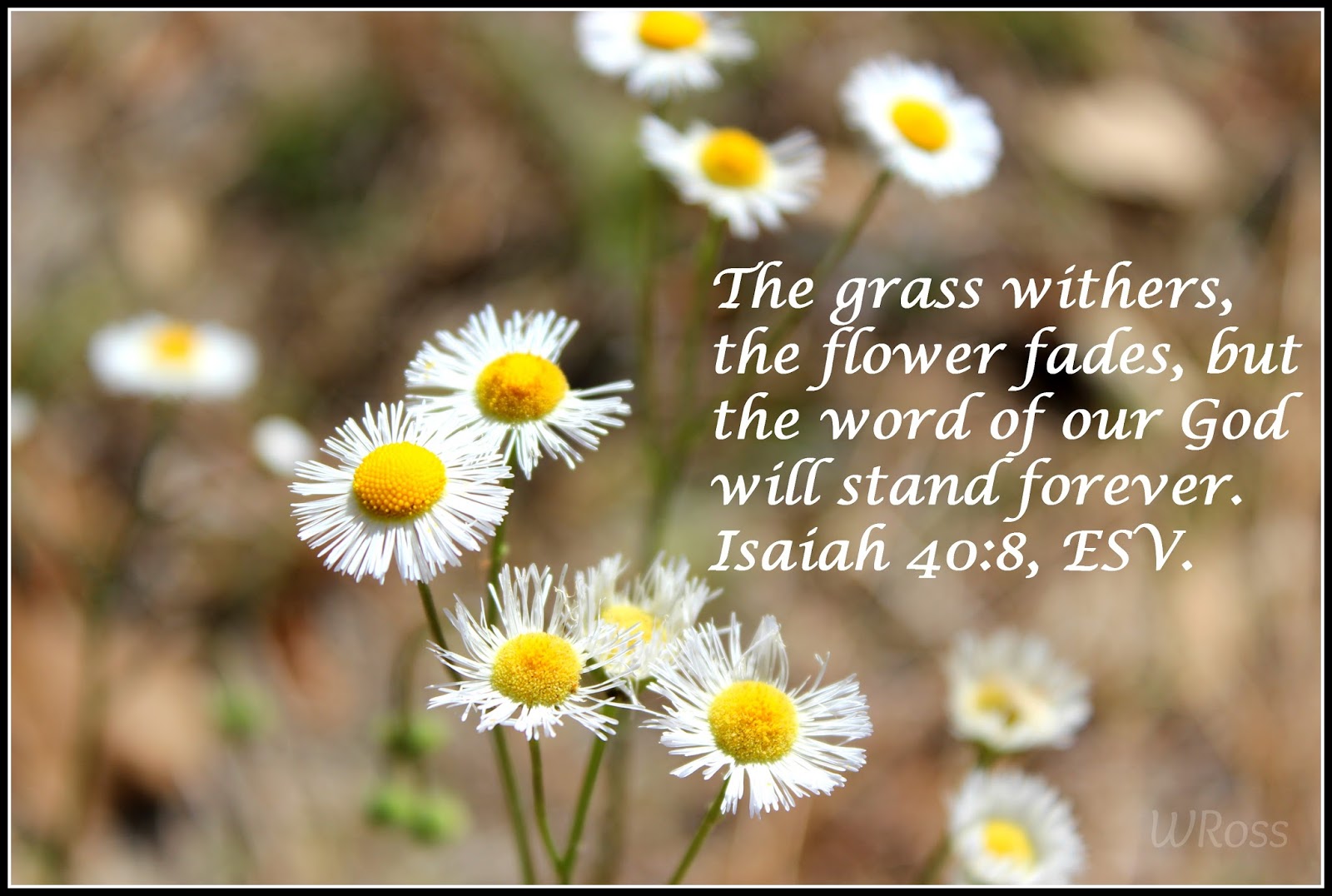 Life at Rossmont: Scripture and a Snapshot, March 12