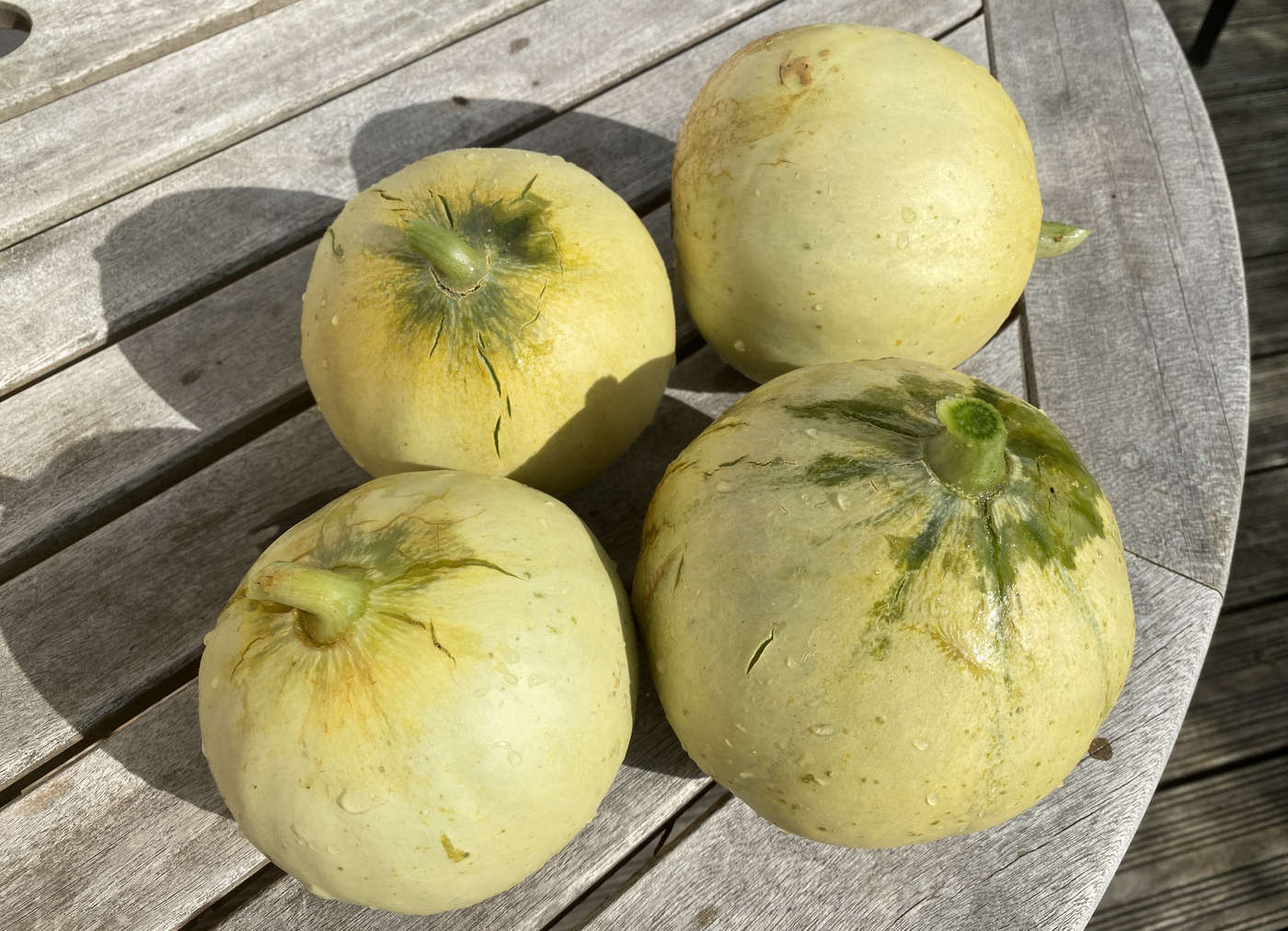 Gartenzone: Melonen: Mehr Sorten und Schwemme trotz Kaltjahr