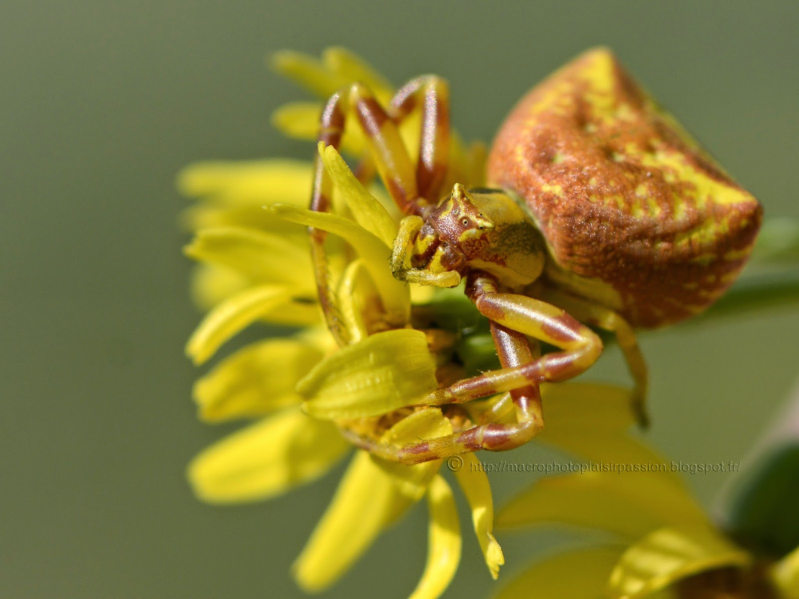 Macrophoto plaisir passion: La Thomise enflée, Thomisus onustus