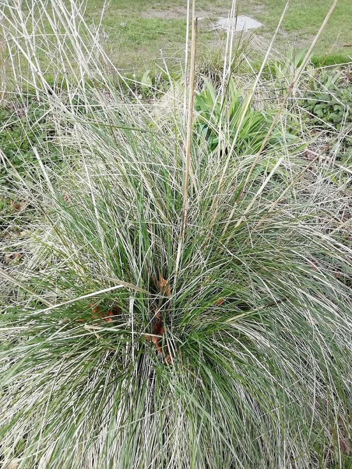 Tony Hardware's Fungi Finds: APRIL 2021 - Uncommon and rare species