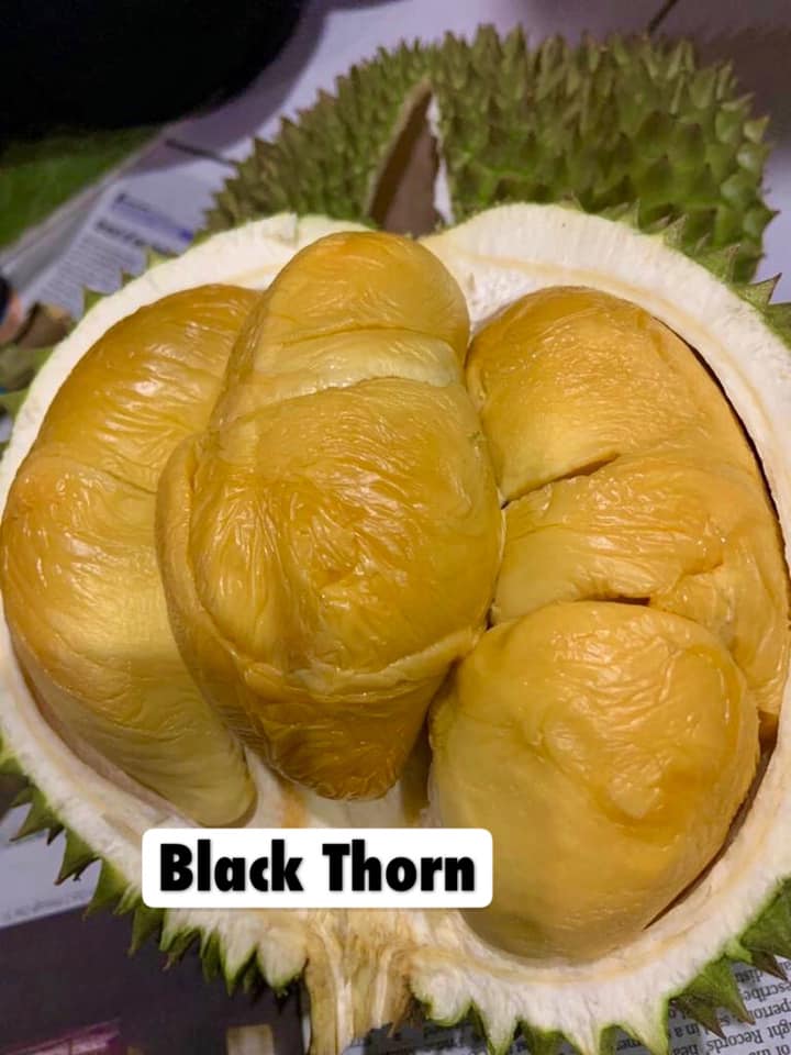 Berita TV Malaysia: HARGA DURIAN RUNTUH SANGAT MURAH