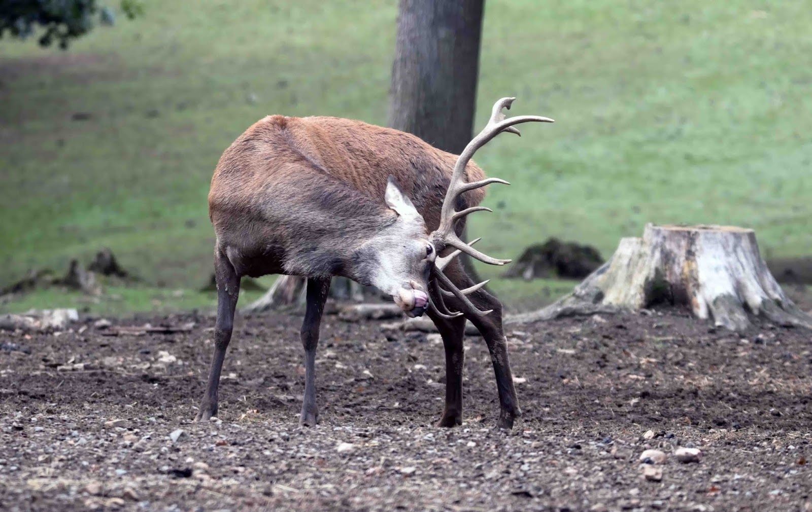 Caroline's natuurfotografie : Wildpark Daun Duitsland