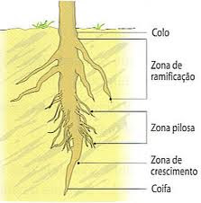 Biogil: ESTRUTURA DAS PLANTAS COM SEMENTES