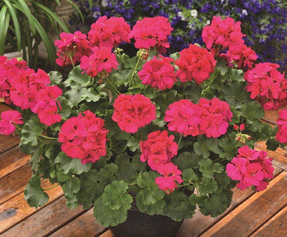 Ornamentals News: More Enticing New Flower Introductions for 2013