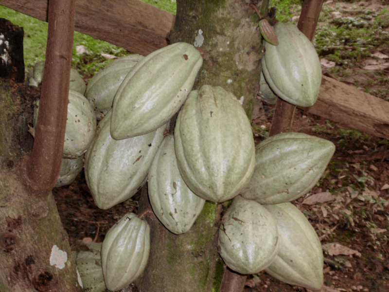 Cacau (Theobroma cacao) ~ Klima Naturali™