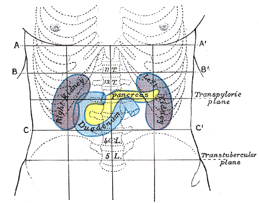 Human Anatomy Mcqs Postgraduation Entrance preparation: 64 ...