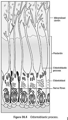 Dentin 2 (dentinogensis) l Oral histology and biology MCQs for dental ...