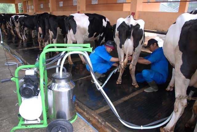 pengertian dan komposisi nutrisi susu sapi perah - Elinotes review