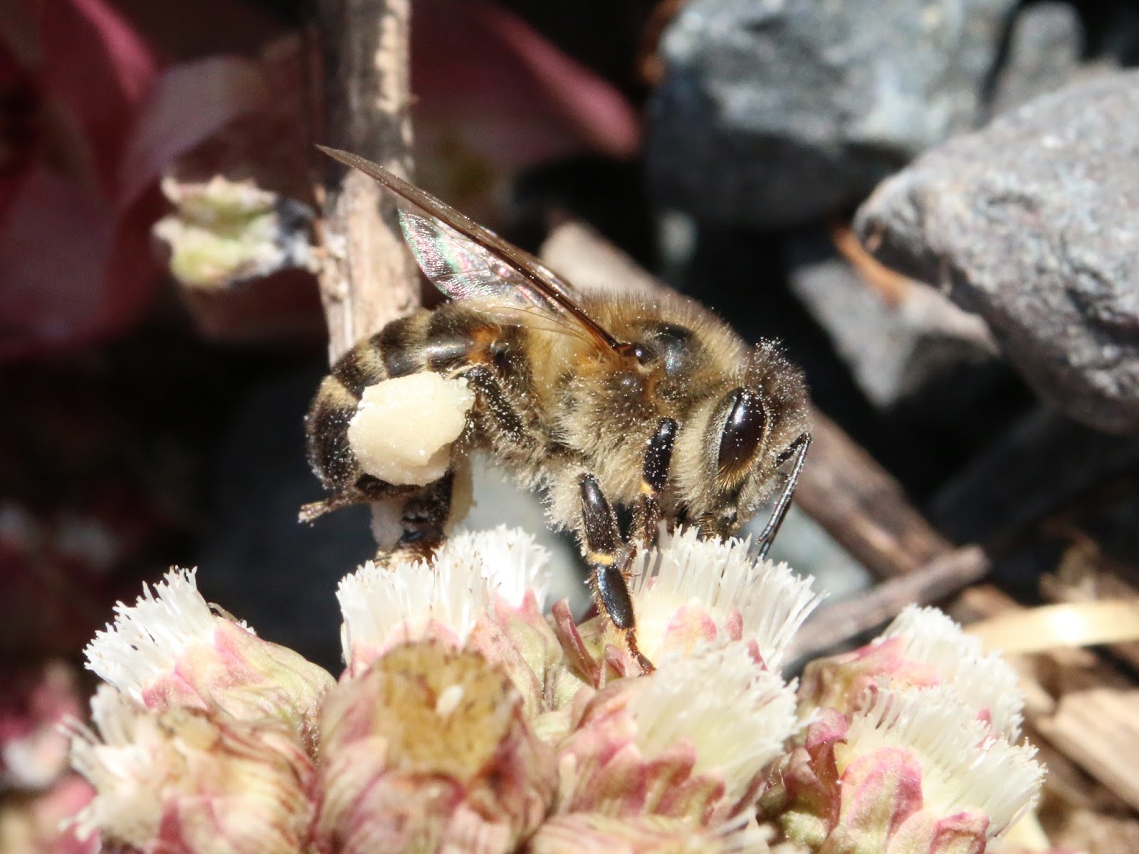 Insectes d'Alsace: Apis mellifera - Abeille européenne