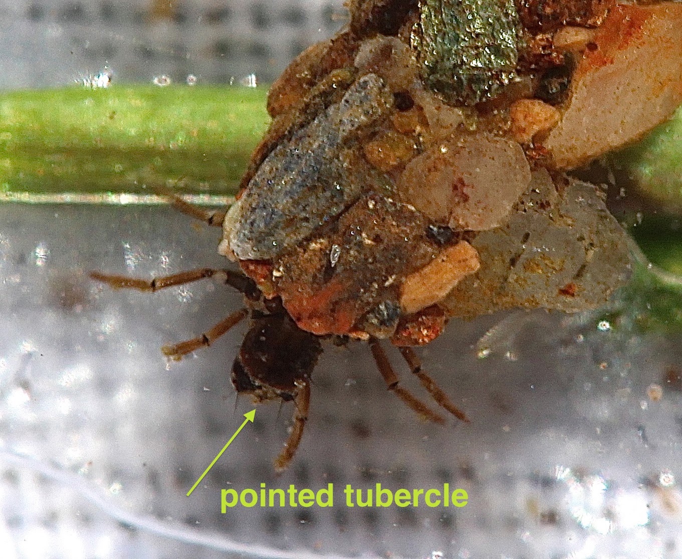 Aquatic Insects of Central Virginia: The small winter stonefly ...