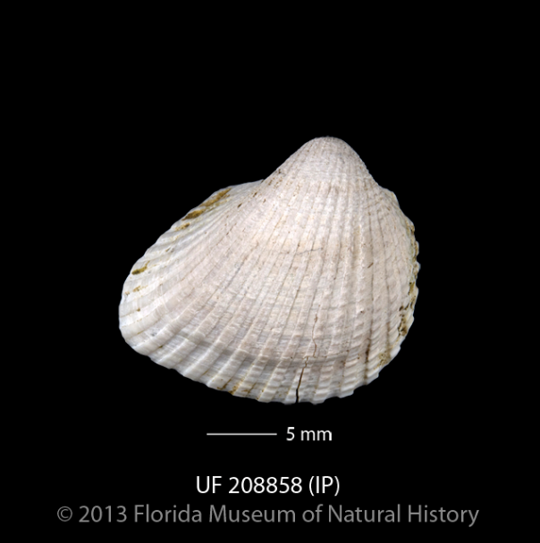 Cocoa Beach Pictures: Shells Found on Florida's East Coast