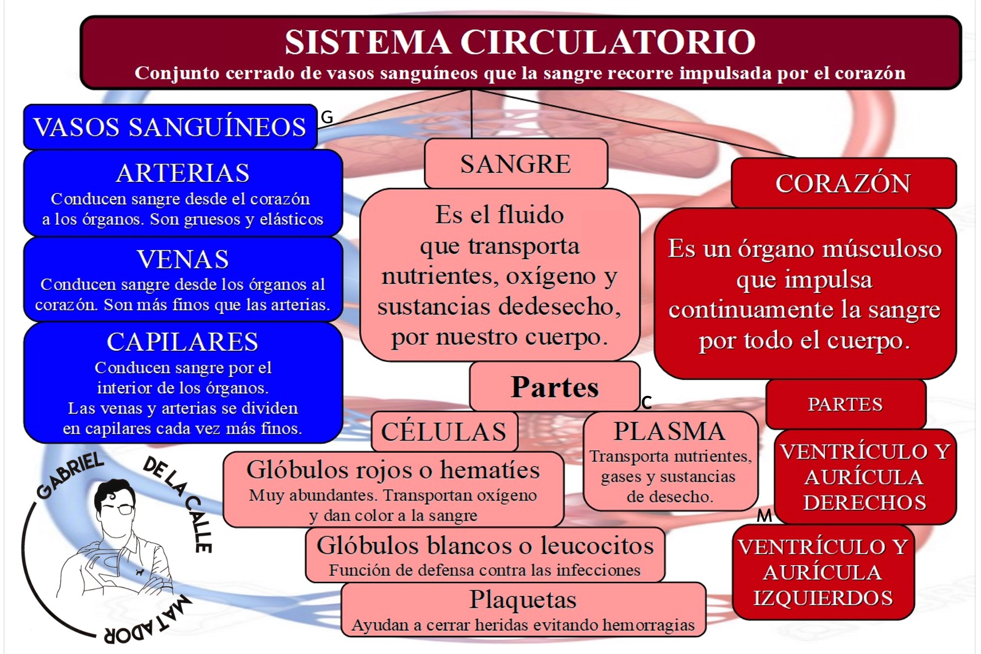 Esquemas Galledor: El Sistema Circulatorio