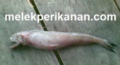 Ikan Nomei Atau Lomek; Klasifikasi, Morfologi, Habitat Dll - Melek ...