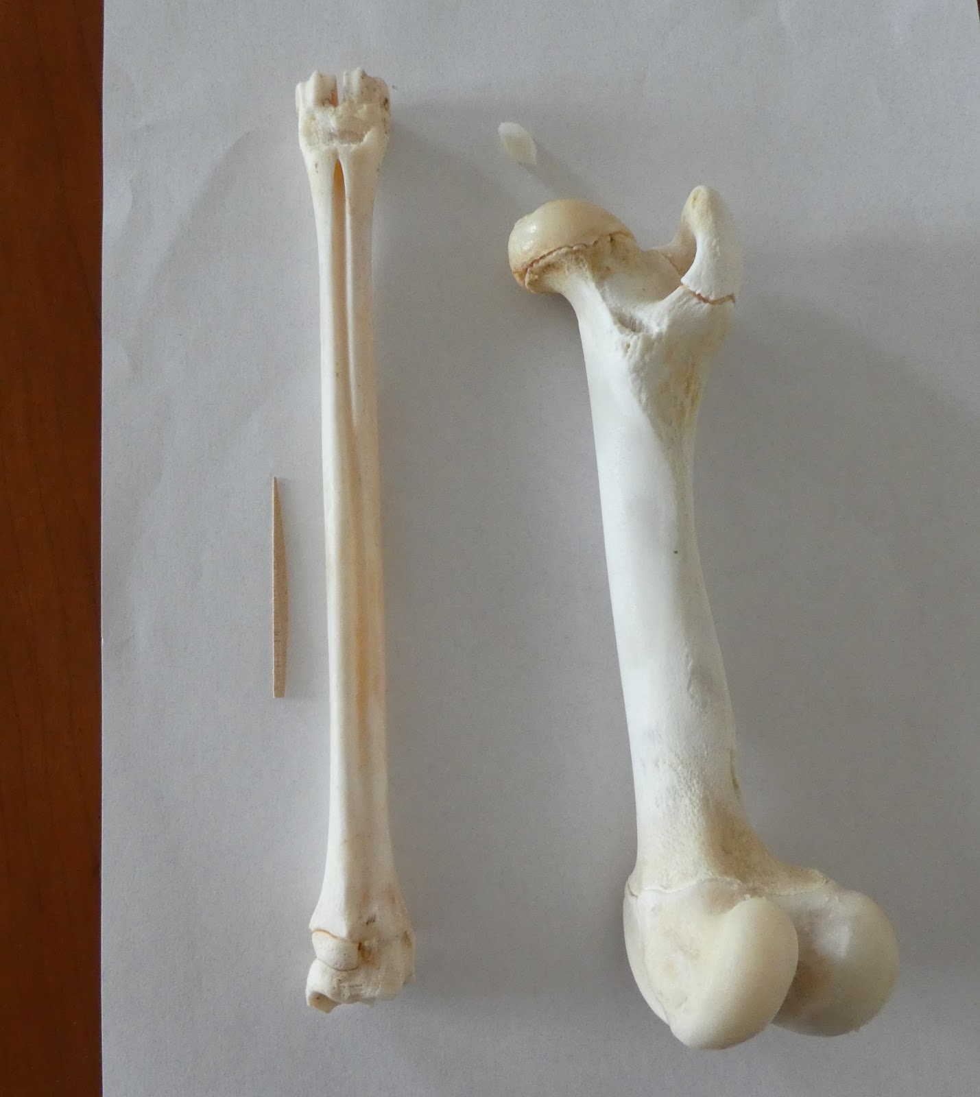 Alting har sin tid: Hvad er det for en knogle?