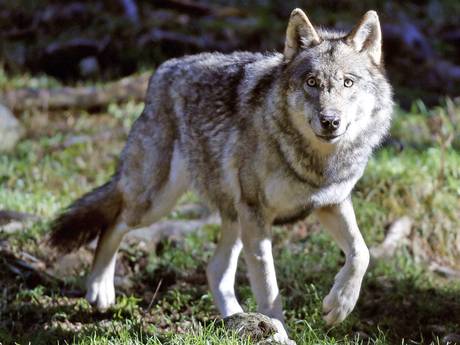 LIBERTAÇÃO ANIMAL: Depois de 100 anos, lobos selvagens voltam a ser ...