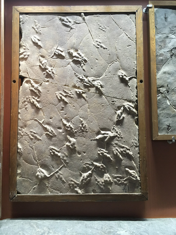 Dilophosaurus Bard: Edward Hitchcock: The founder of ichnology