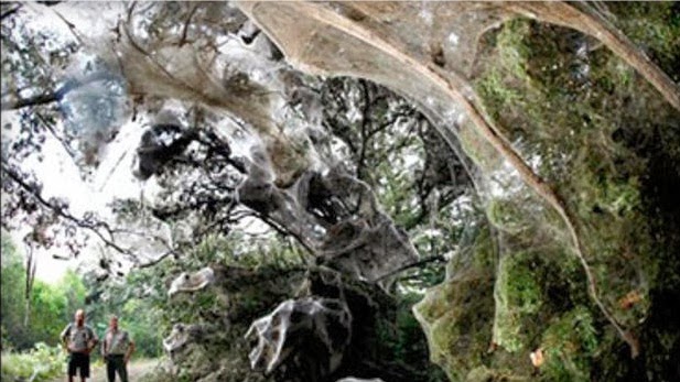 Mysterious Enormous Spider Webs Phenomenon