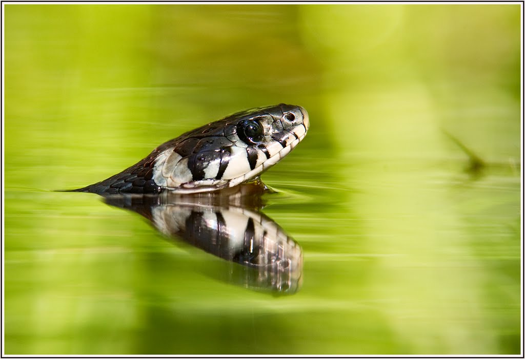 TOM DYRING WILDPHOTO / NN: GRASS SNAKE (BUORM) SWIMMING IN A LOCAL POND
